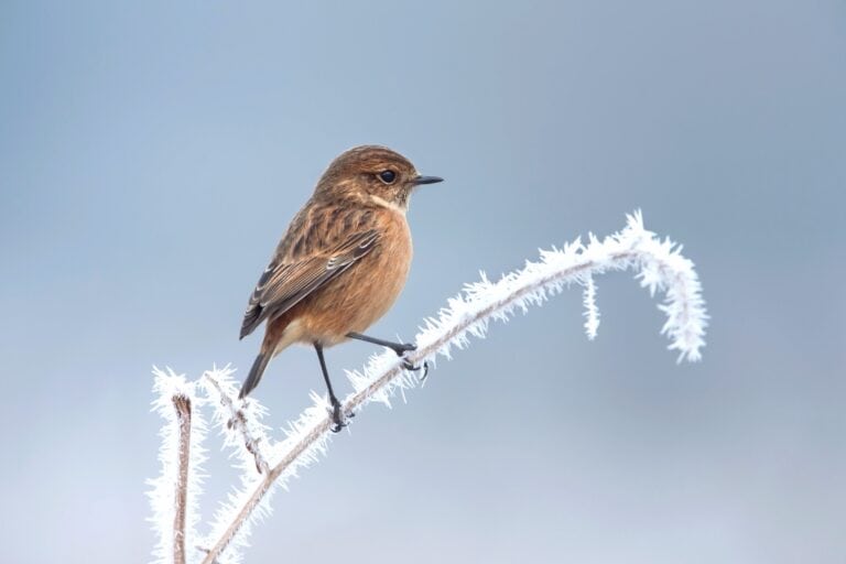 Are Birds Warm-Blooded or Cold-Blooded?