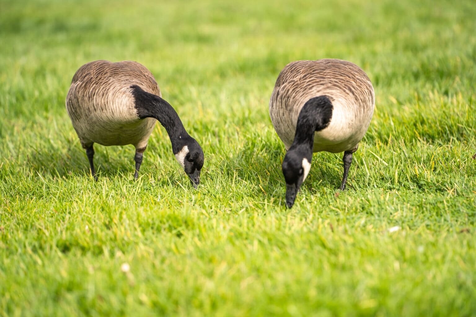 What Do Canadian Geese Eat? - Bird Helpful