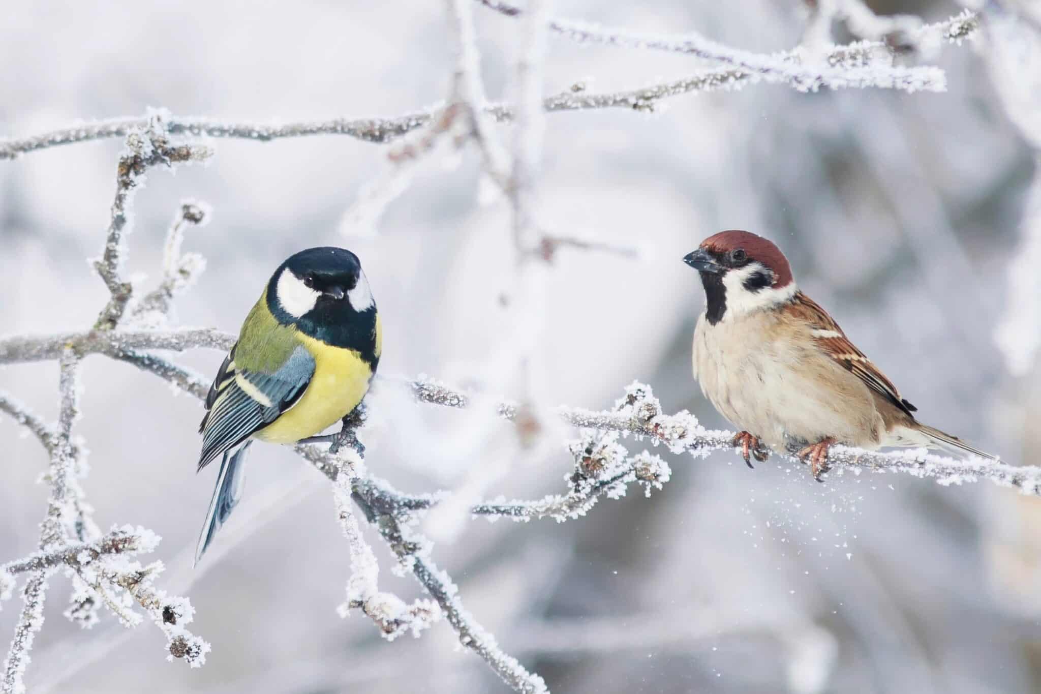 Are Birds Warm-Blooded or Cold-Blooded?