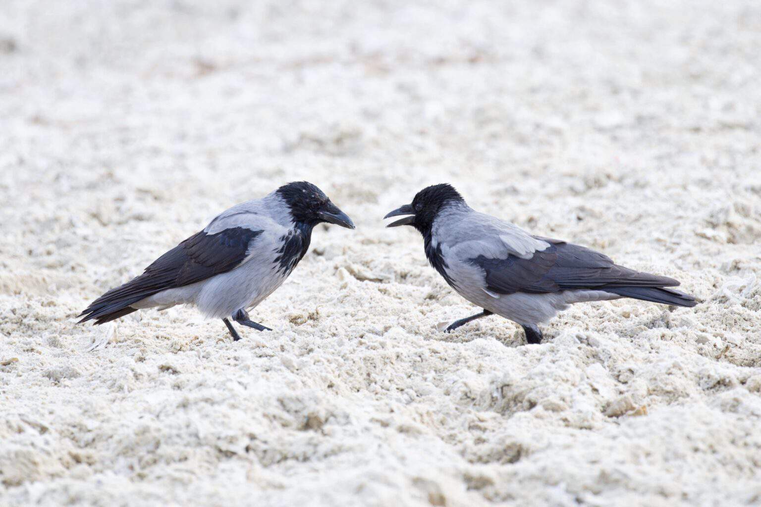 Can Crows Talk Like Parrots? (How Do They Communicate?)