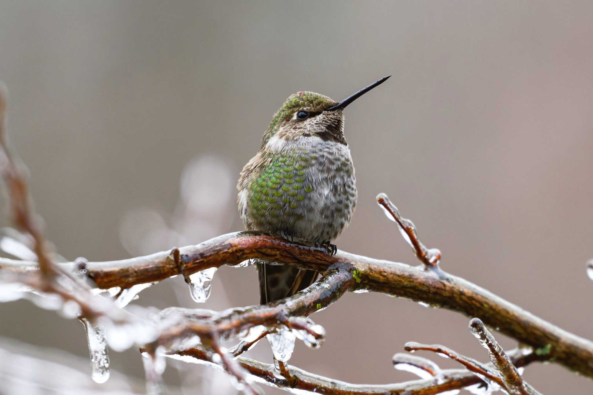 Where Do Hummingbirds Migrate for the Winter? - Bird Helpful