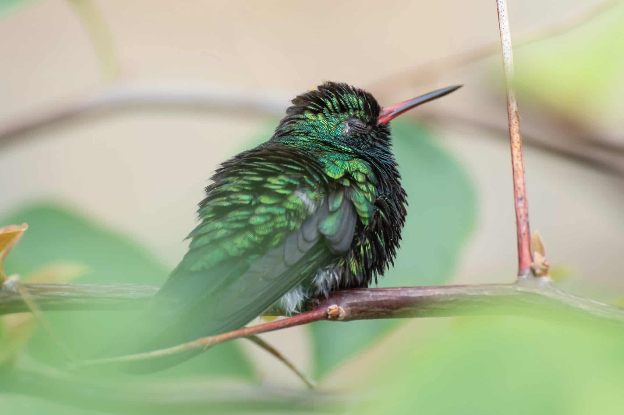 How and Where Do Hummingbirds Sleep at Night?