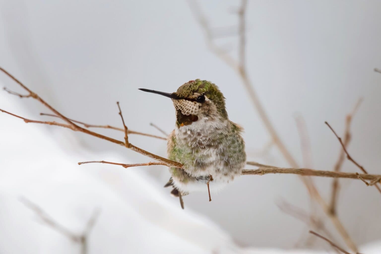 Where Do Hummingbirds Migrate for the Winter? - Bird Helpful