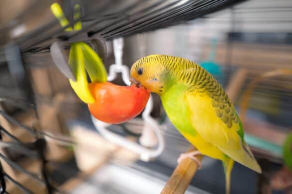 What Do Parakeets Eat? Parakeet Feeding & FAQs