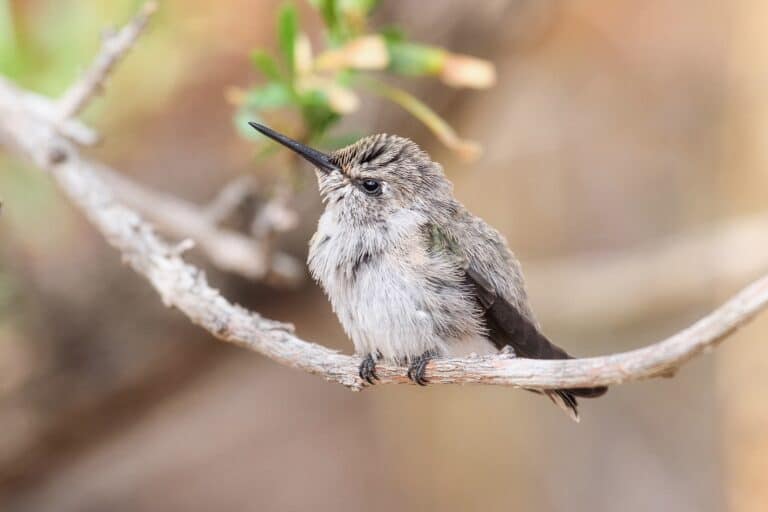 How and Where Do Hummingbirds Sleep at Night?