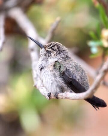 How and Where Do Hummingbirds Sleep at Night?